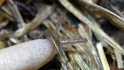 Slug crawls around grassy vegetation on ... | Stock Video | Pond5