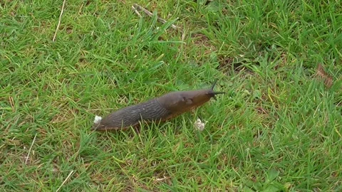 Slug Slithering Across Grass - Time-Laps... | Stock Video | Pond5