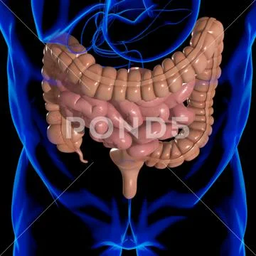 Small and Large Intestine 3D Illustration Human Digestive System ...