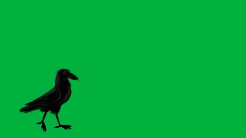 Crow Green Screen Stock Video Footage | Royalty Free Crow Green Screen ...