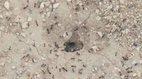 small anthill on the sand in the desert ... | Stock Video | Pond5