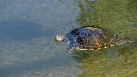 Small Aquatic Turtles Swimming in the Ri... | Stock Video | Pond5