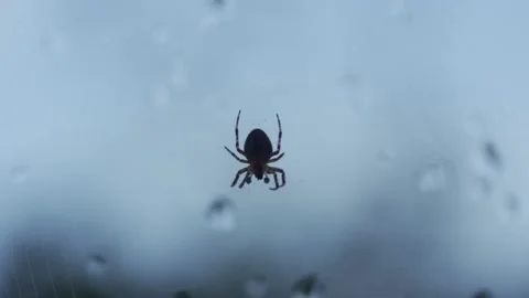 Small Backyard Spider Moving Legs Slowly... | Stock Video | Pond5