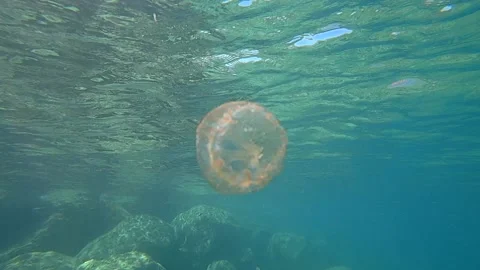 Small Jellyfish Stock Footage ~ Royalty Free Stock Videos | Pond5