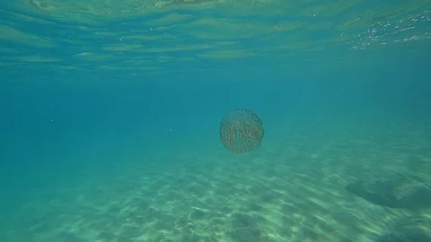 Small Jellyfish Stock Footage ~ Royalty Free Stock Videos | Pond5