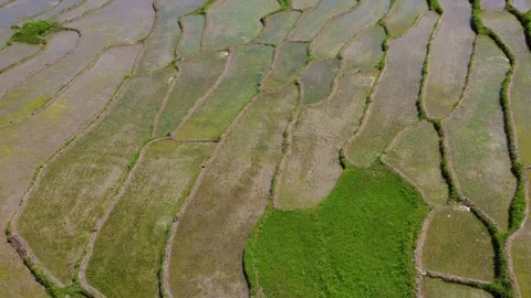 small beautiful green algae water pond t... | Stock Video | Pond5