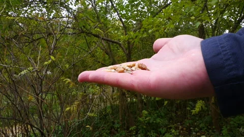 Small birds peck seeds from the hand | Stock Video | Pond5