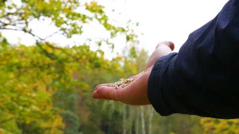 Small birds peck seeds from the hand | Stock Video | Pond5
