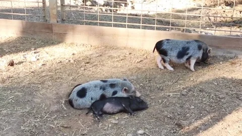 Small black and gray wild pigs walk and ... | Stock Video | Pond5