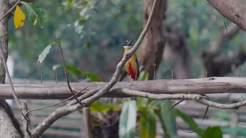 Small Blue Winged Pitta Bird Sitting on ... | Stock Video | Pond5