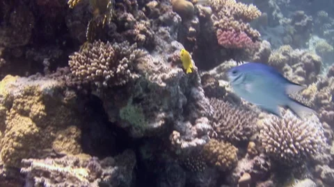 Small bright yellow fish swims on coral ... | Stock Video | Pond5