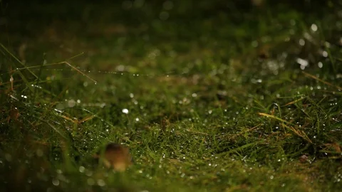 Small brown field mouse scurrying around... | Stock Video | Pond5