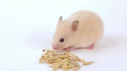 Hamster Background Stock Video Footage | Royalty Free Hamster ...