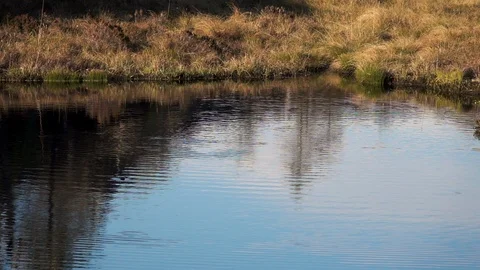 Small brown trout breaks the surface to ... | Stock Video | Pond5