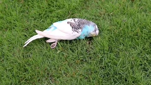 Small budgies parrot dead bird laying in... | Stock Video | Pond5