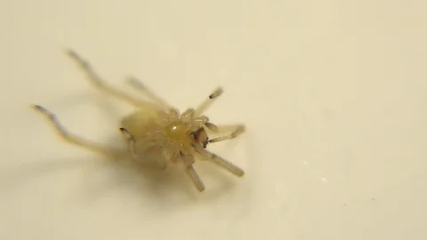 A Small Bug That Looks Like A Spider Lyi... | Stock Video | Pond5