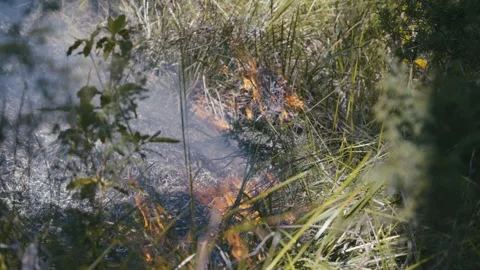 Small bushfire burning shrubs and grass | Stock Video | Pond5