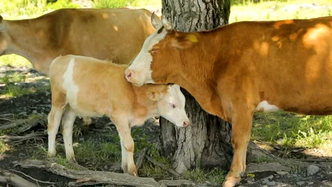 Cuddling Cow Stock Videos – Royalty-Free HD & 4K Videos