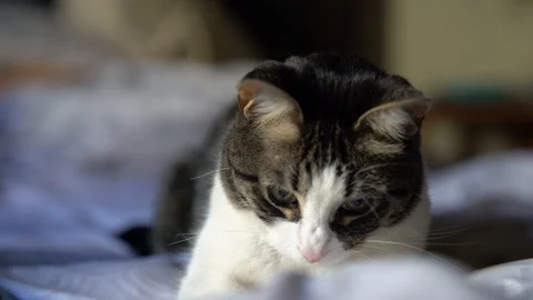 Cats Pouncing Stock Videos – Royalty-Free HD & 4K Videos