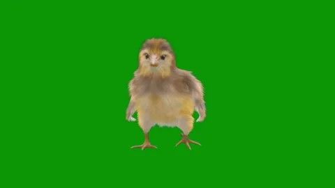 A small chicken on green screen and anim... | Stock Video | Pond5