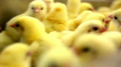 Chicken Little Stock Videos – Royalty-Free HD & 4K Videos | Pond5