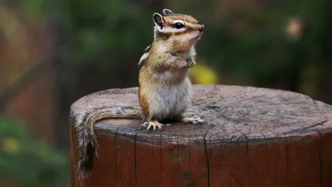 A small chipmunk stands on a wooden stum... | Stock Video | Pond5