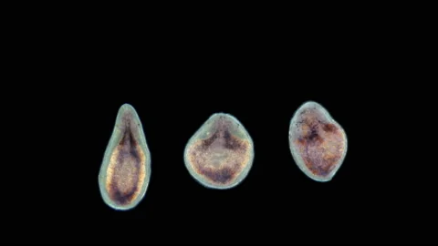 Ciliary Stock Videos – Royalty-Free HD & 4K Videos