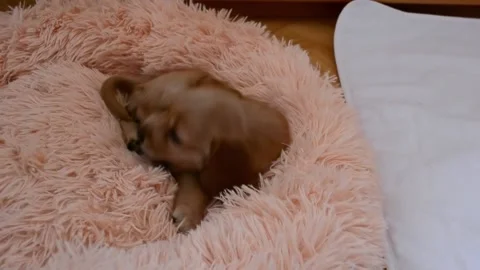 Small Cocker Spaniel Puppy Bites Its Hin... | Stock Video | Pond5
