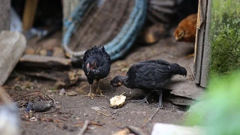 small colored chickens eat food in the y... | Stock Video | Pond5