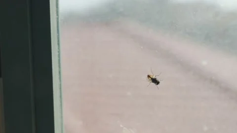 Small common house fly walking on window... | Stock Video | Pond5