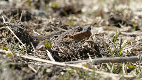 A small common toad crawling on the grou... | Stock Video | Pond5