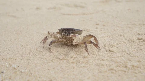 Small crab trying to attack and step bac... | Stock Video | Pond5