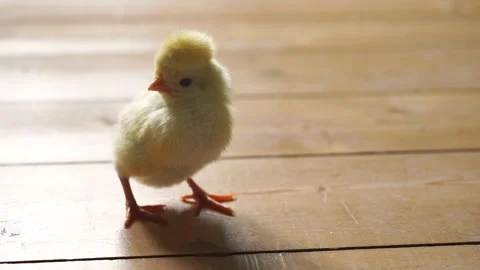 Small cute tiny newborn baby chicks on w... | Stock Video | Pond5