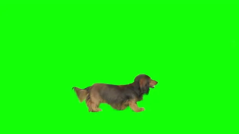 Green Screen Dog Run Stock Video Footage | Royalty Free Green Screen ...