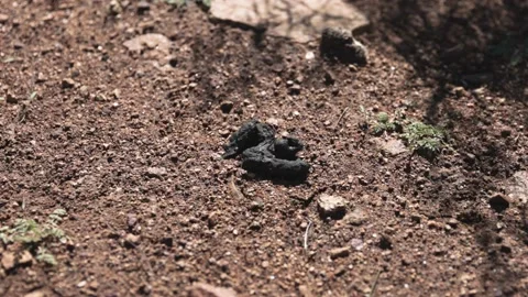 small dark animal droppings poop dung la... | Stock Video | Pond5