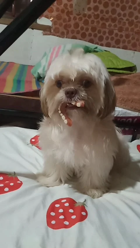 Small Dog Finds Missing Dentures, Bulaca... | Stock Video | Pond5 Small Dog Finds Missing Dentures, Bulaca... | Stock Video | Pond5