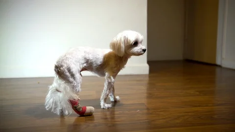 Small dog with leg cast stands looking a... | Stock Video | Pond5
