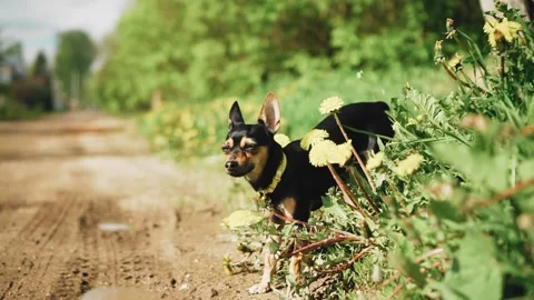 Bush Peeks Stock Videos – Royalty-Free HD & 4K Videos | Pond5