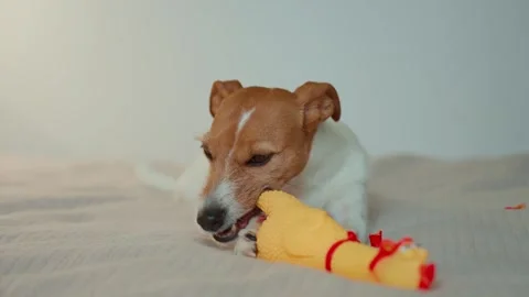 Small dog play with rubber chicken toy o... | Stock Video | Pond5