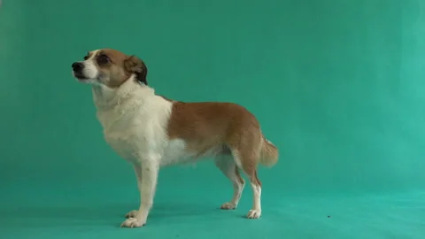 small dog staring, side view, on a green... | Stock Video | Pond5