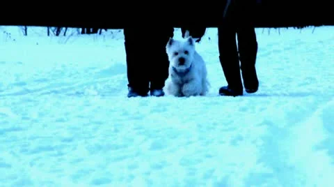 Doggie Snow Stock Videos – Royalty-Free HD & 4K Videos