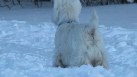 Doggie Snow Stock Videos – Royalty-Free HD & 4K Videos