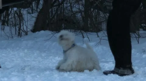 Doggie Snow Stock Videos – Royalty-Free HD & 4K Videos