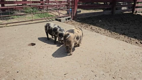 Small Farm Petting Zoo Animals Cows Shee... | Stock Video | Pond5