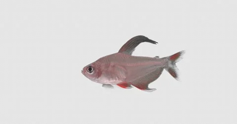 Fish Alpha Stock Footage ~ Royalty Free Stock Videos | Pond5