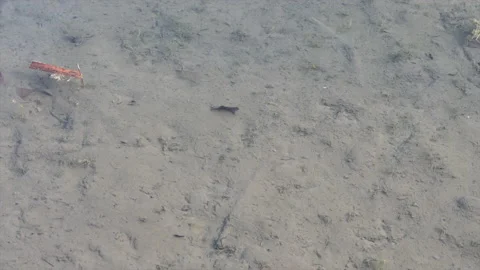 Fish Pond Caffe Stock Videos – Royalty-Free HD & 4K Videos | Pond5