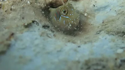 Peep Transparent Background Stock Footage ~ Royalty Free Stock Videos ...