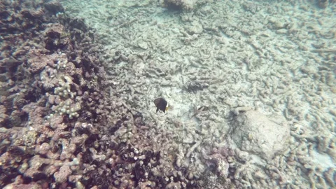 A small fish with a yellow fin is swimmi... | Stock Video | Pond5