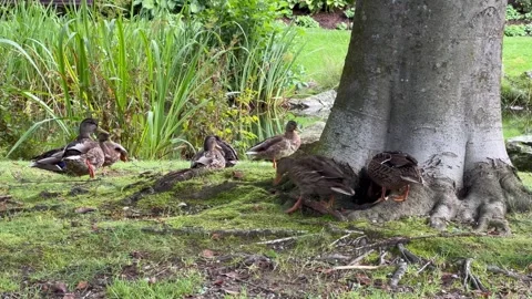 Small Trunk Stock Videos – Royalty-Free HD & 4K Videos