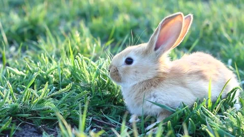a small fluffy, eared cute red rabbit on... | Stock Video | Pond5